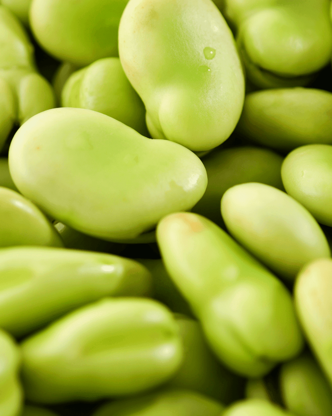 What's the difference between Faba and Fava beans? • Integra Foods